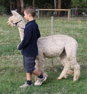 Pitchingga Ridge Alpacas - News